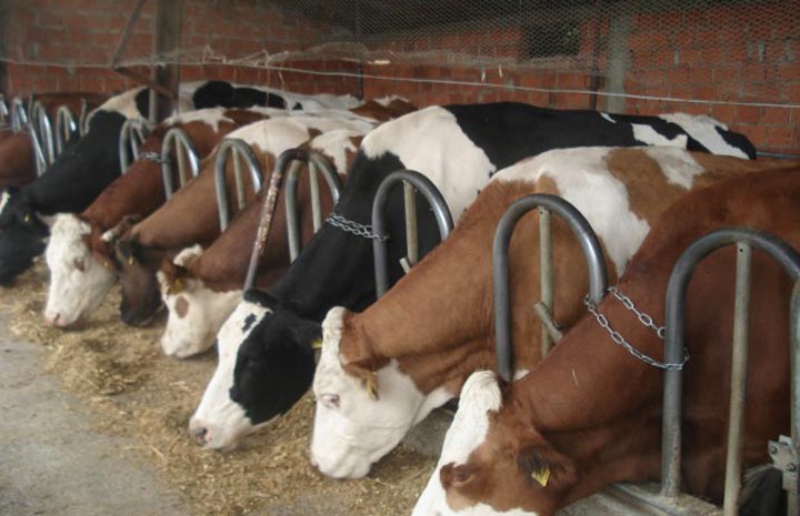 Kako se ponaša i izgleda zdrava krava | odgajanje zdrave krave ...